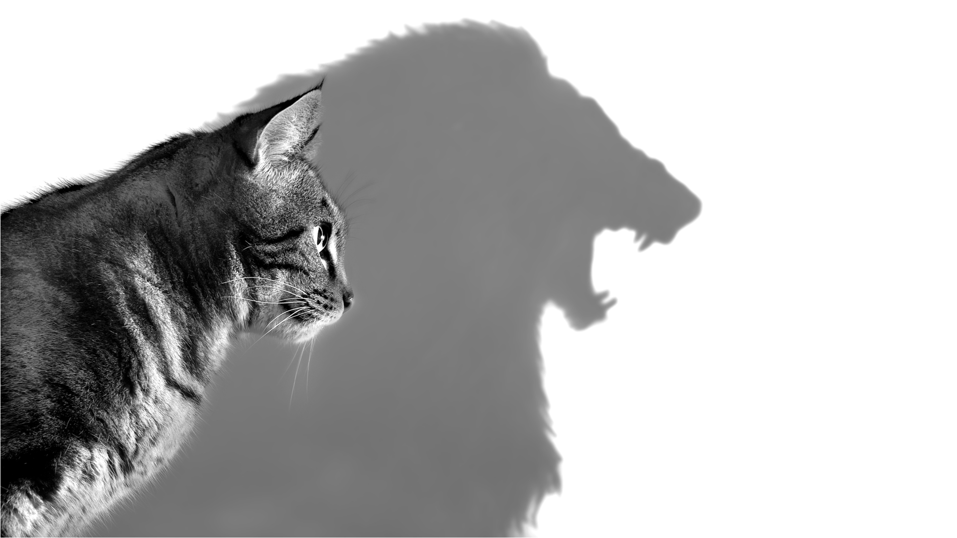 RR.HH. ¿Conoce el Shadow Coaching? - Comunidad RH